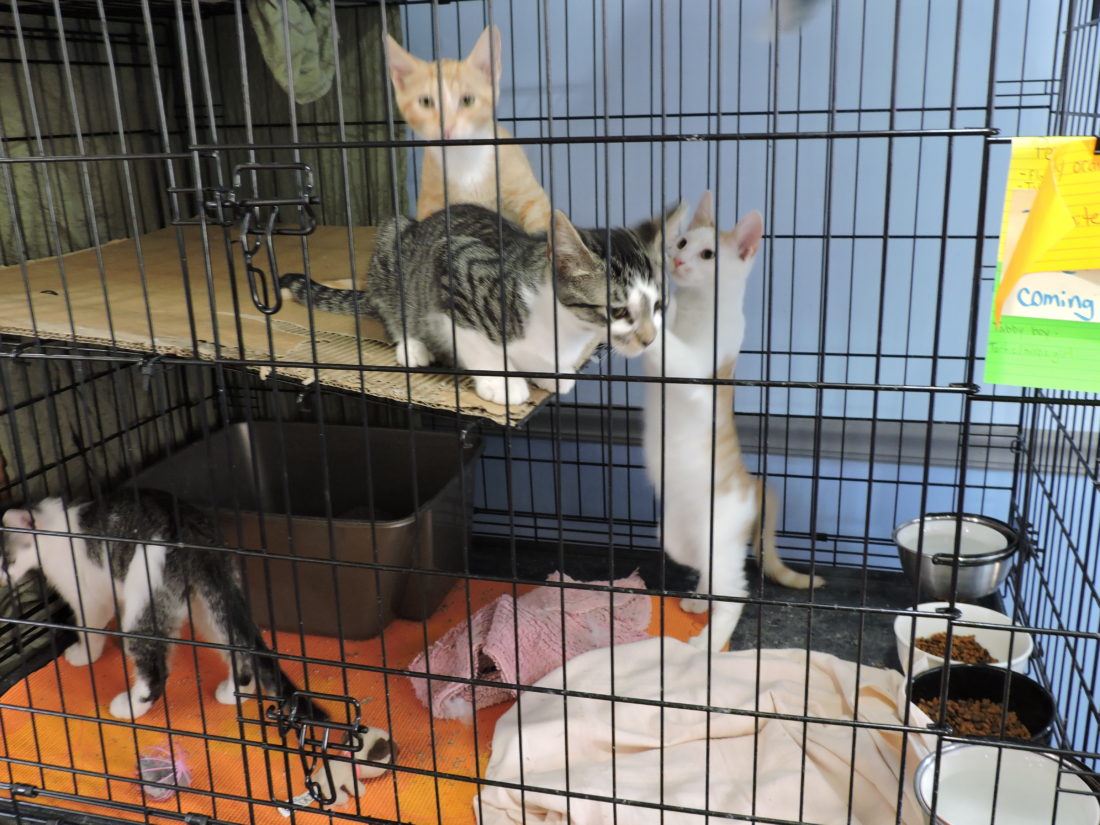 Humane foundation opens cat rescue | News, Sports, Jobs - Weirton Daily ...